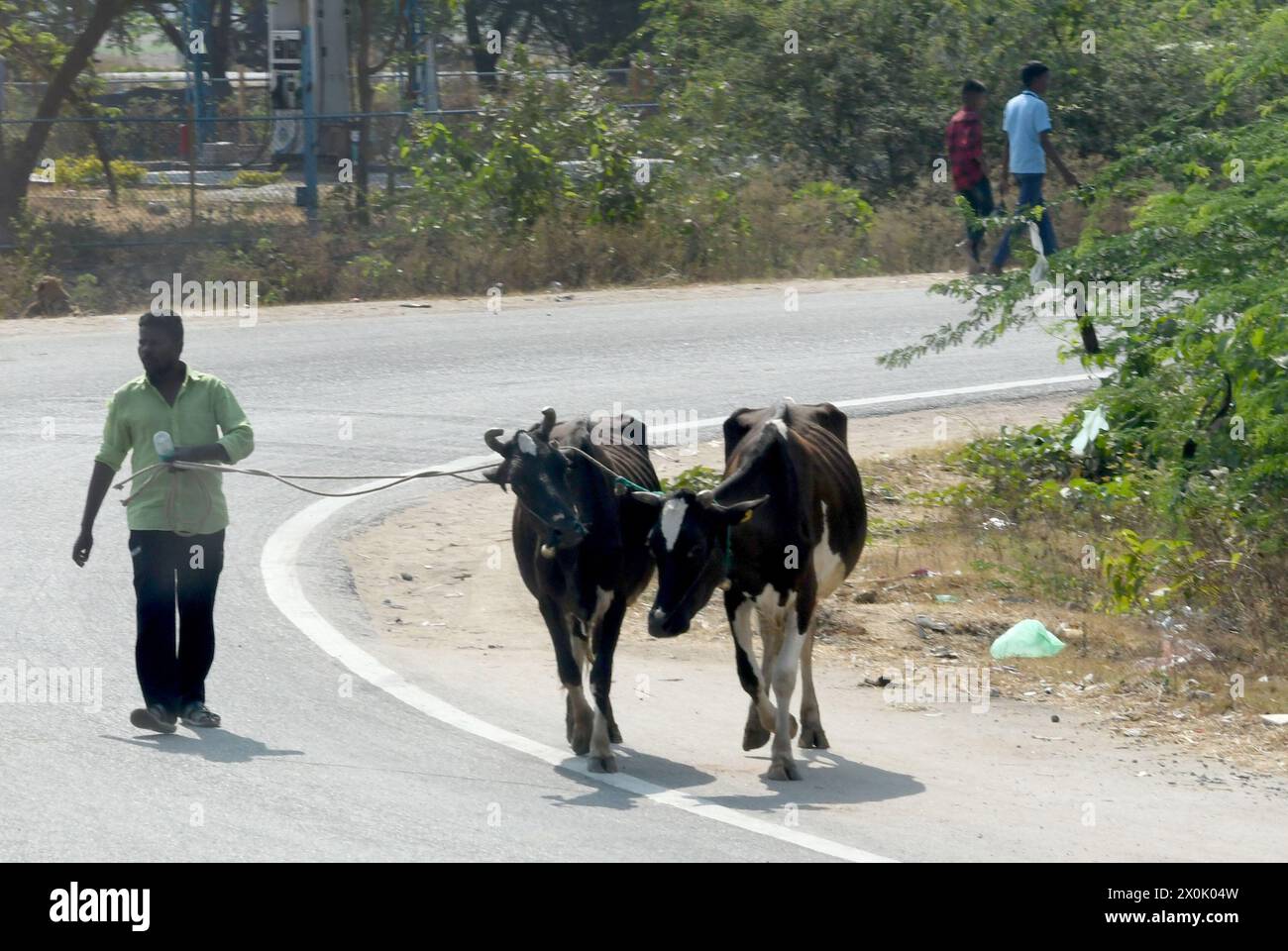 Mysore, USA. 19th Mar, 2024. Cows are considered sacred by Hindus and ...