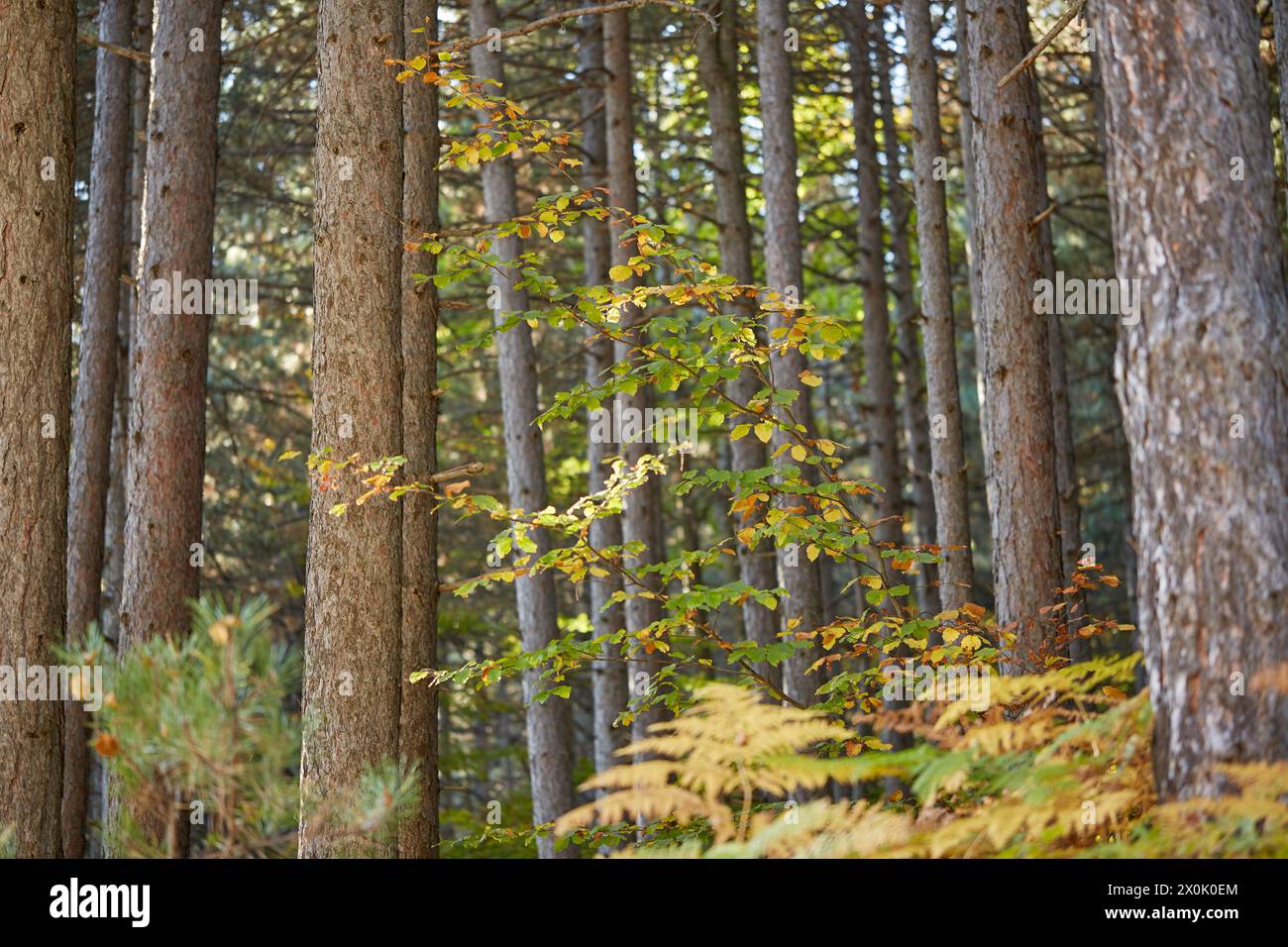 Green pine color landscape hi-res stock photography and images - Alamy