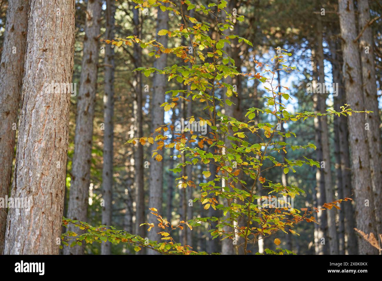 Autumn landscape with beech trees and pine trees Stock Photo - Alamy