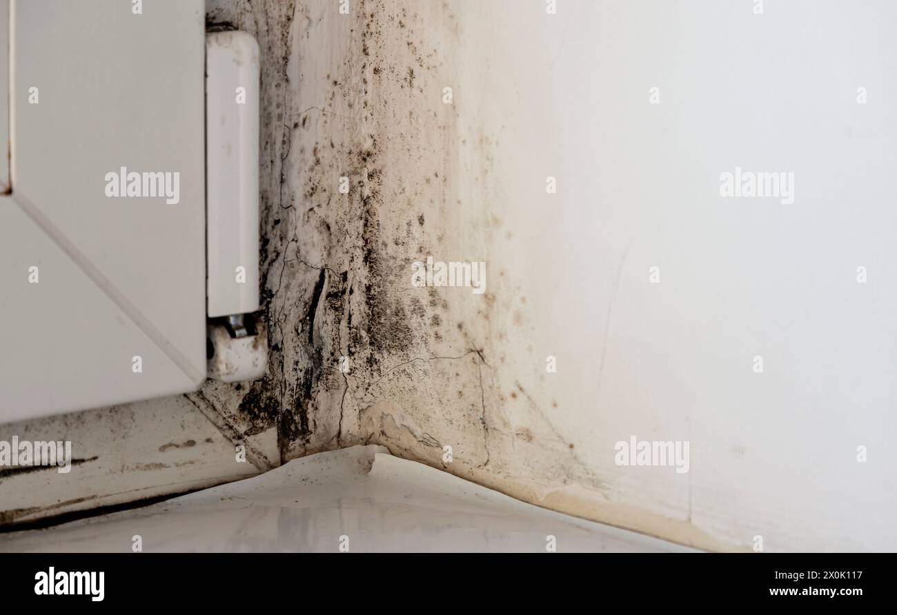 Mold, fungus on the slope of the wall. Black mold on white wall near ...