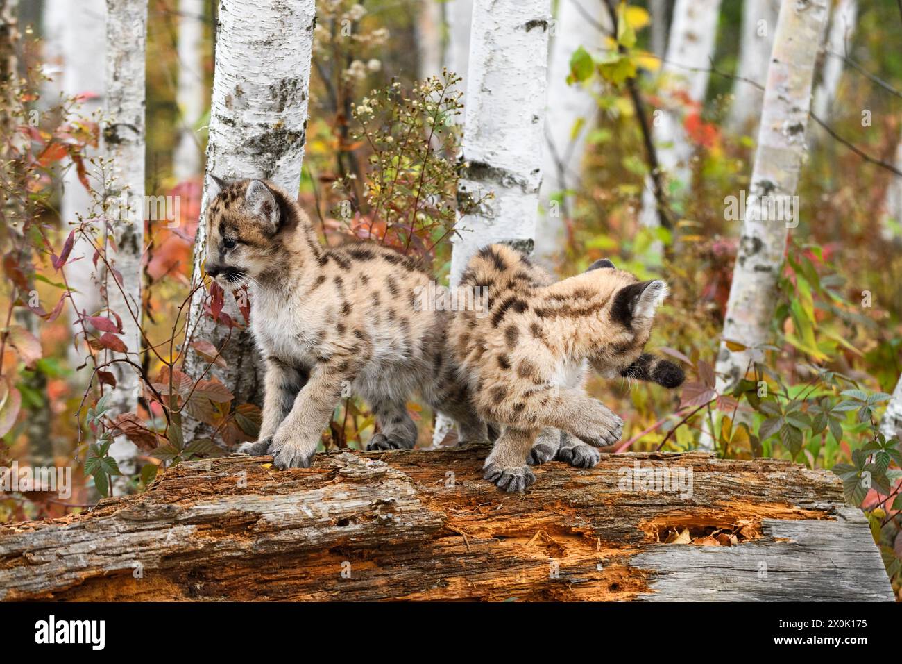 Back atop hi-res stock photography and images - Alamy