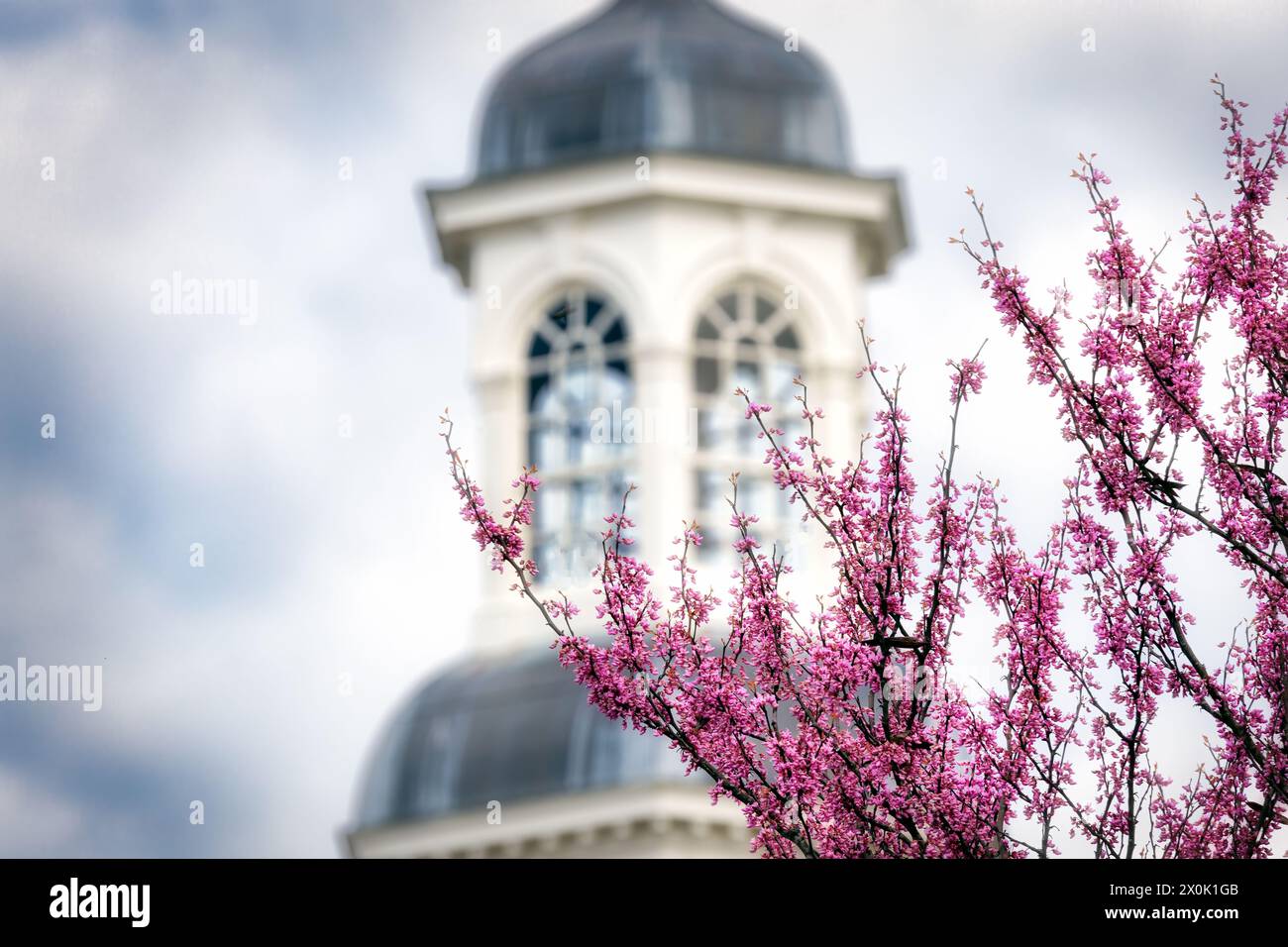Trees in bloom as springtime comes to Colonial Williamsburg, Virginia ...