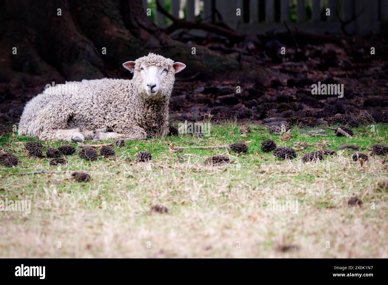 Sheep lies in a stable, under a tree, at Williamsburg, Virginia Stock ...
