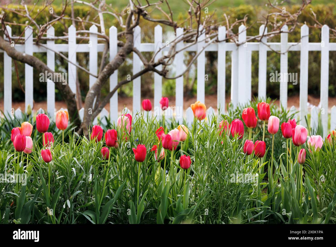 The garden comes in to springtime bloom at Williamsburg, Virginia Stock ...
