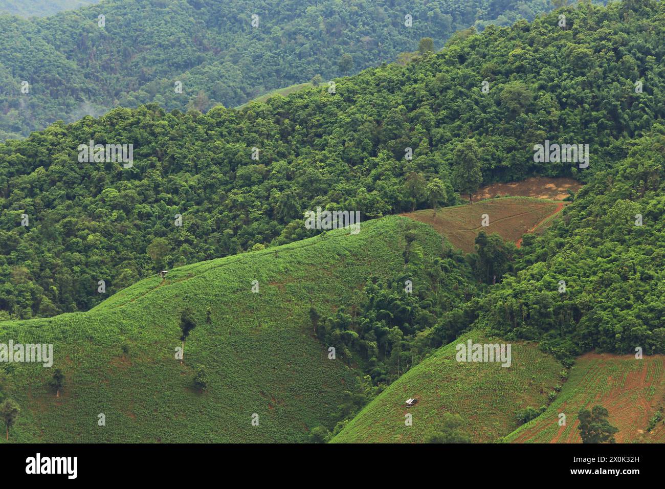 Growing corn on the mountain Deforestation, PM 2.5 problem in Nan ...