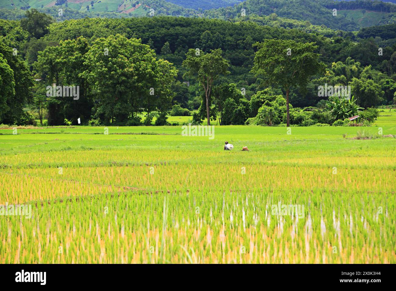 Landscape nature of rice field on rice paddy green color lush growing ...