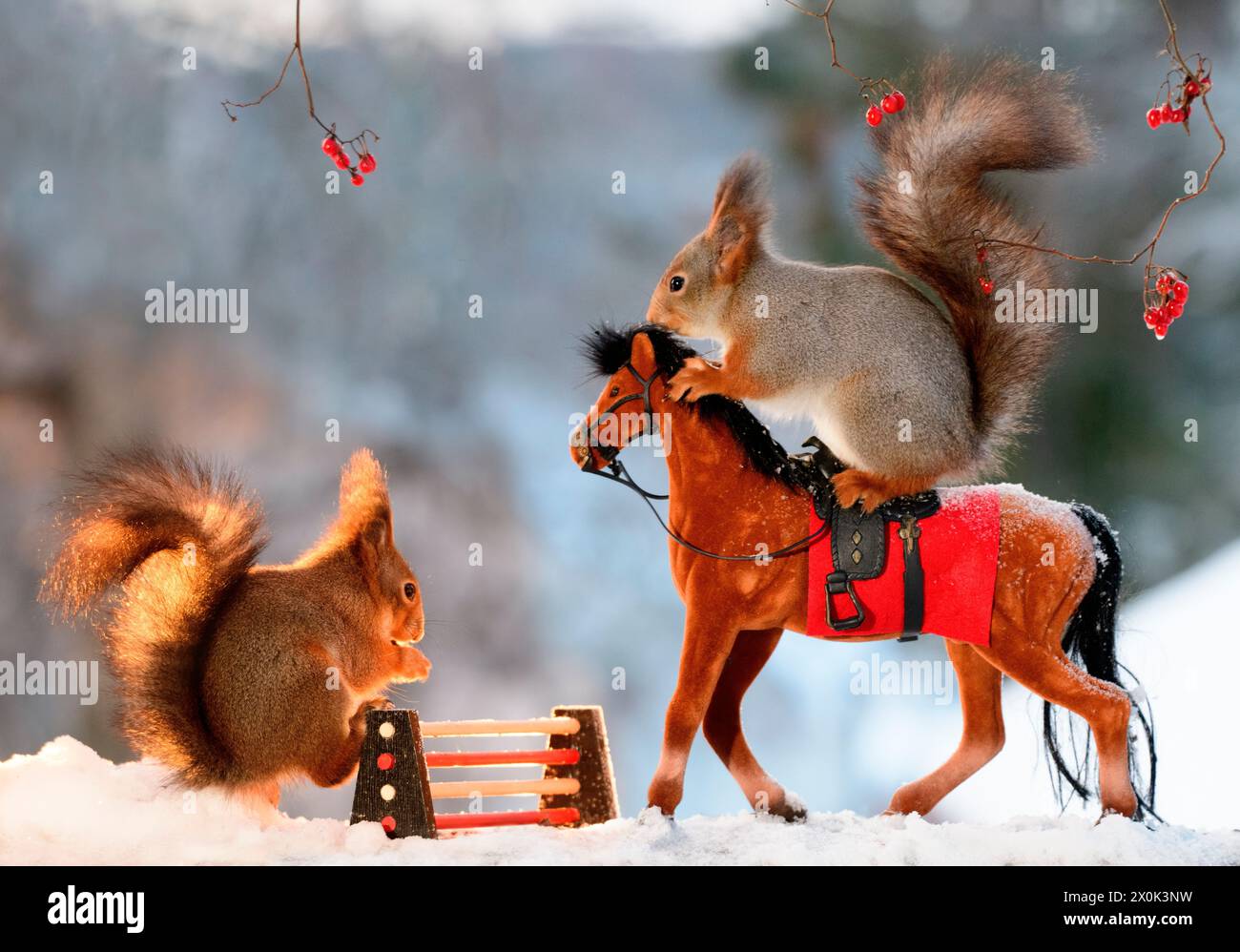 Riding horse in nature hi-res stock photography and images - Alamy