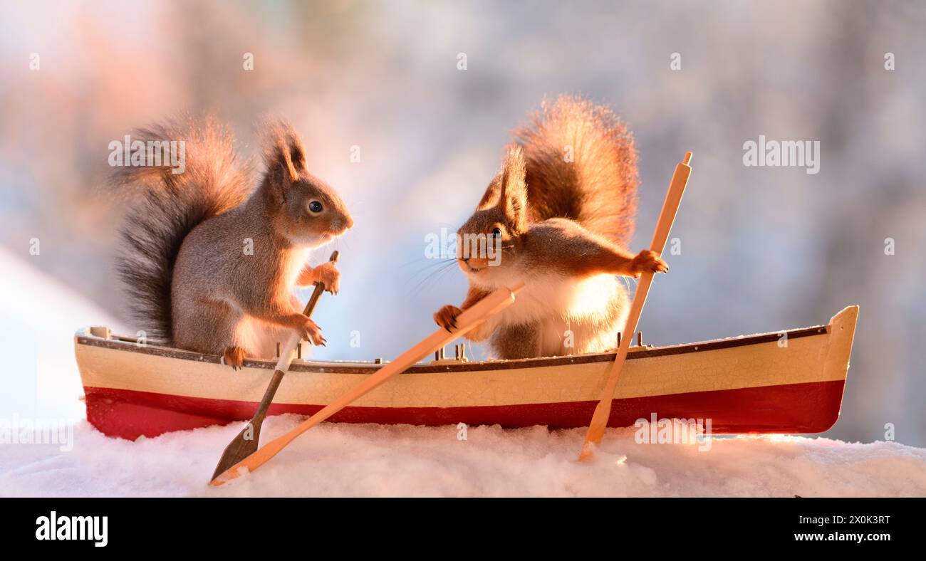 Red squirrels sitting in a boat Stock Photo - Alamy