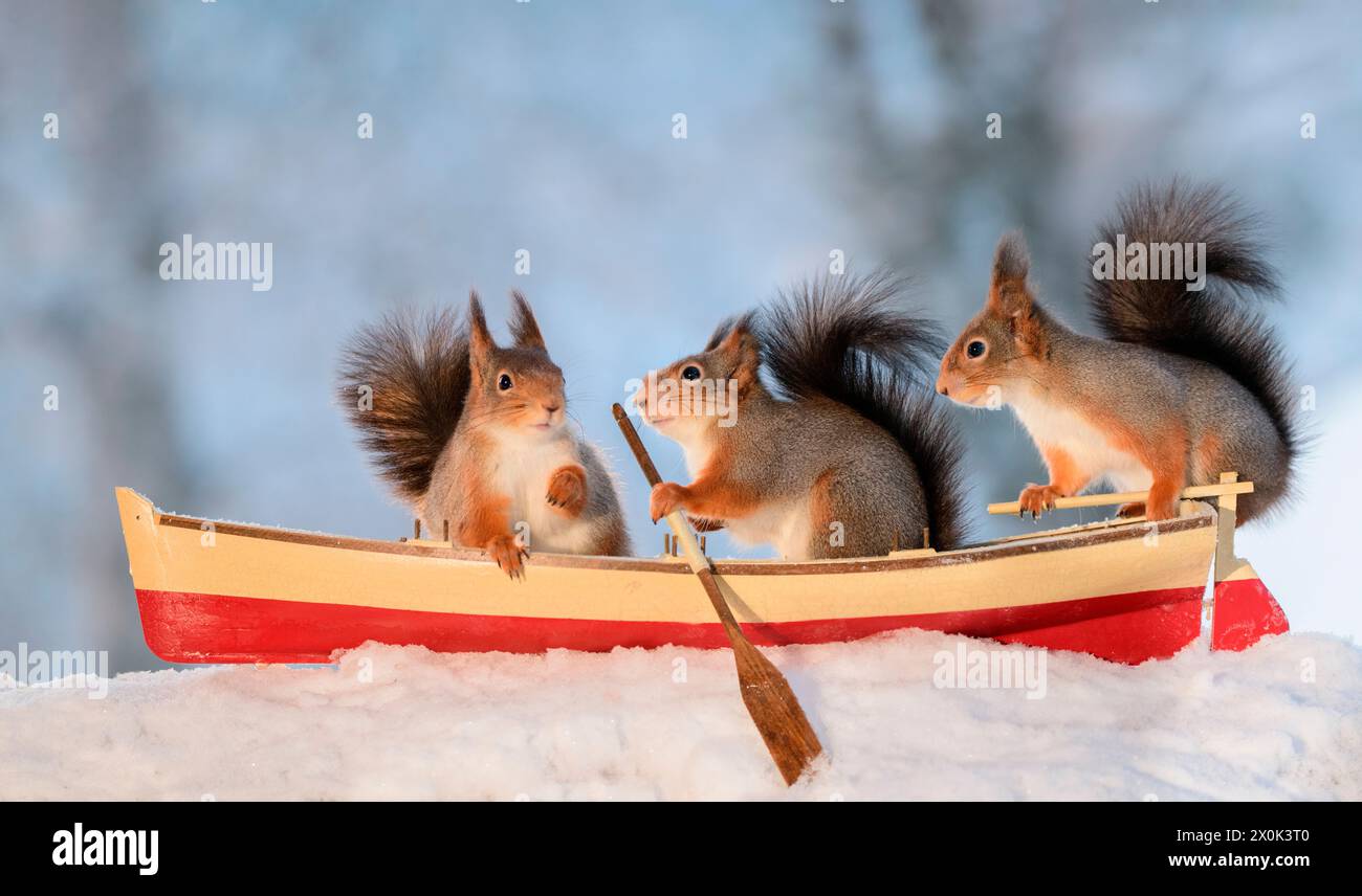 Red squirrels sitting in a boat Stock Photo - Alamy
