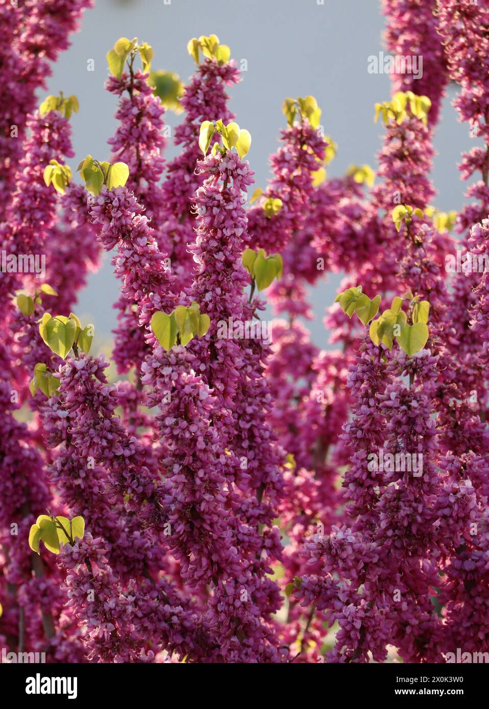 Chinese judas tree hi-res stock photography and images - Alamy