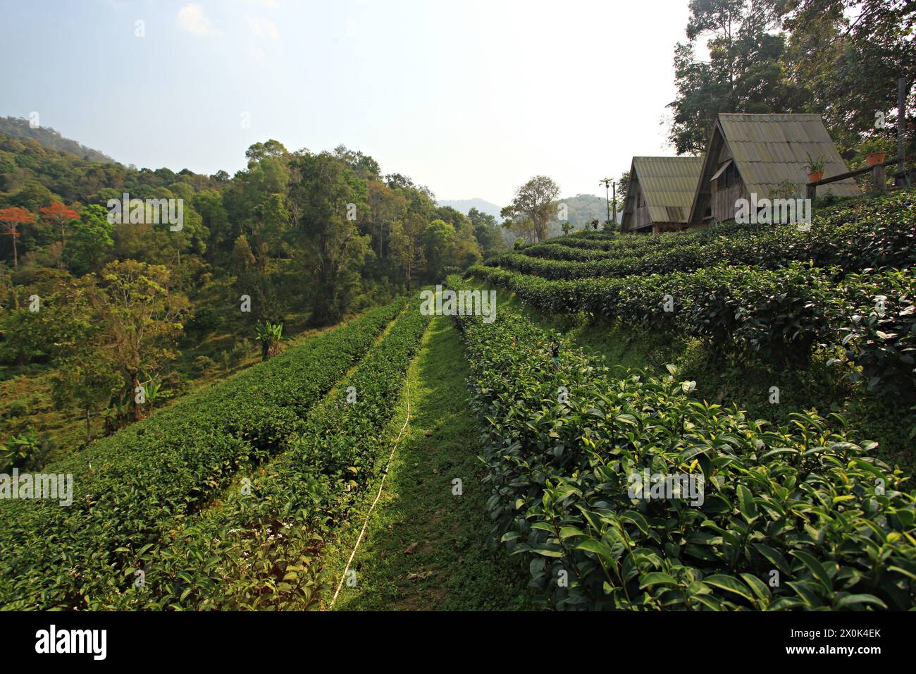 Tea plants, Shoots of tea leaves, young tea shoot in the field of tea ...