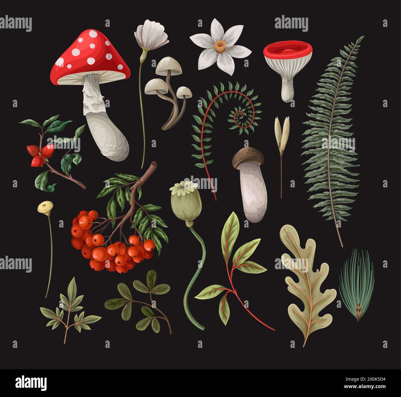 Mushrooms, fern and berries isolated. Vector Stock Vector Image & Art ...