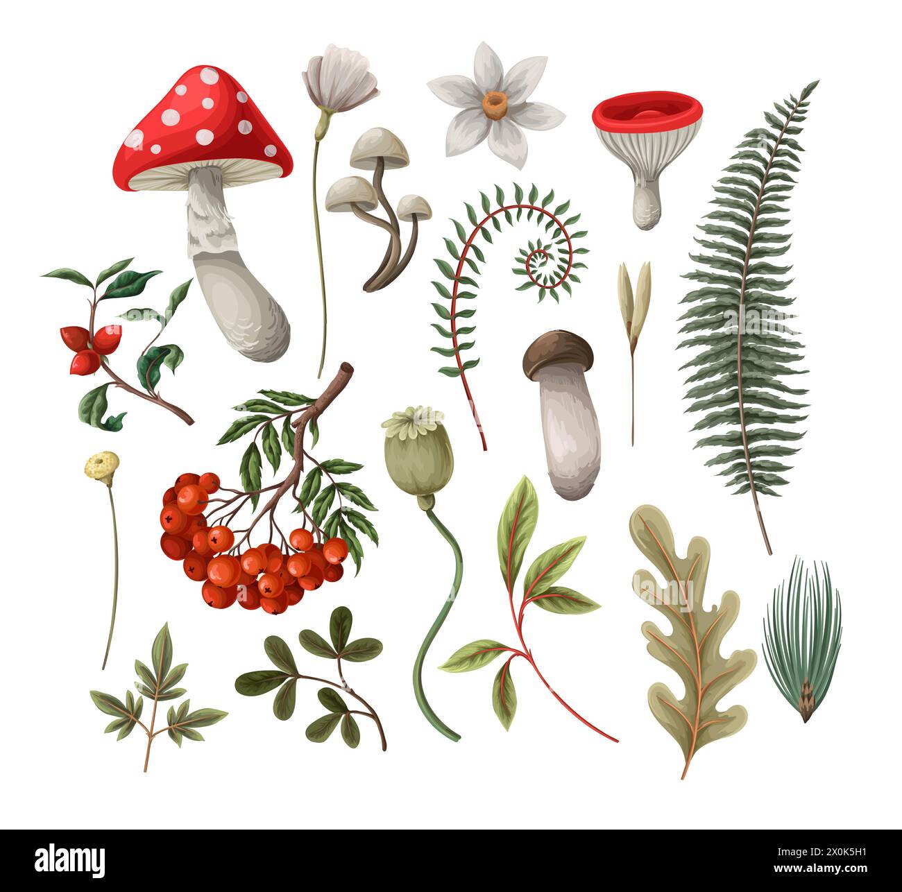Mushrooms, fern and berries isolated. Vector Stock Vector Image & Art ...