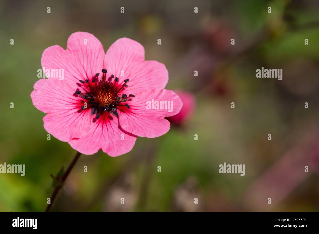 Close up of a Nepal cinquefoil (potentilla nepalensis) flower in bloom ...
