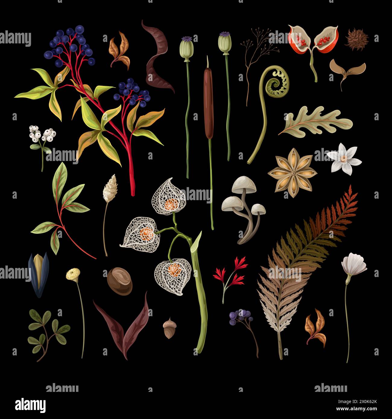 Autumn leaves, berries and seeds isoloated. Vector Stock Vector Image ...