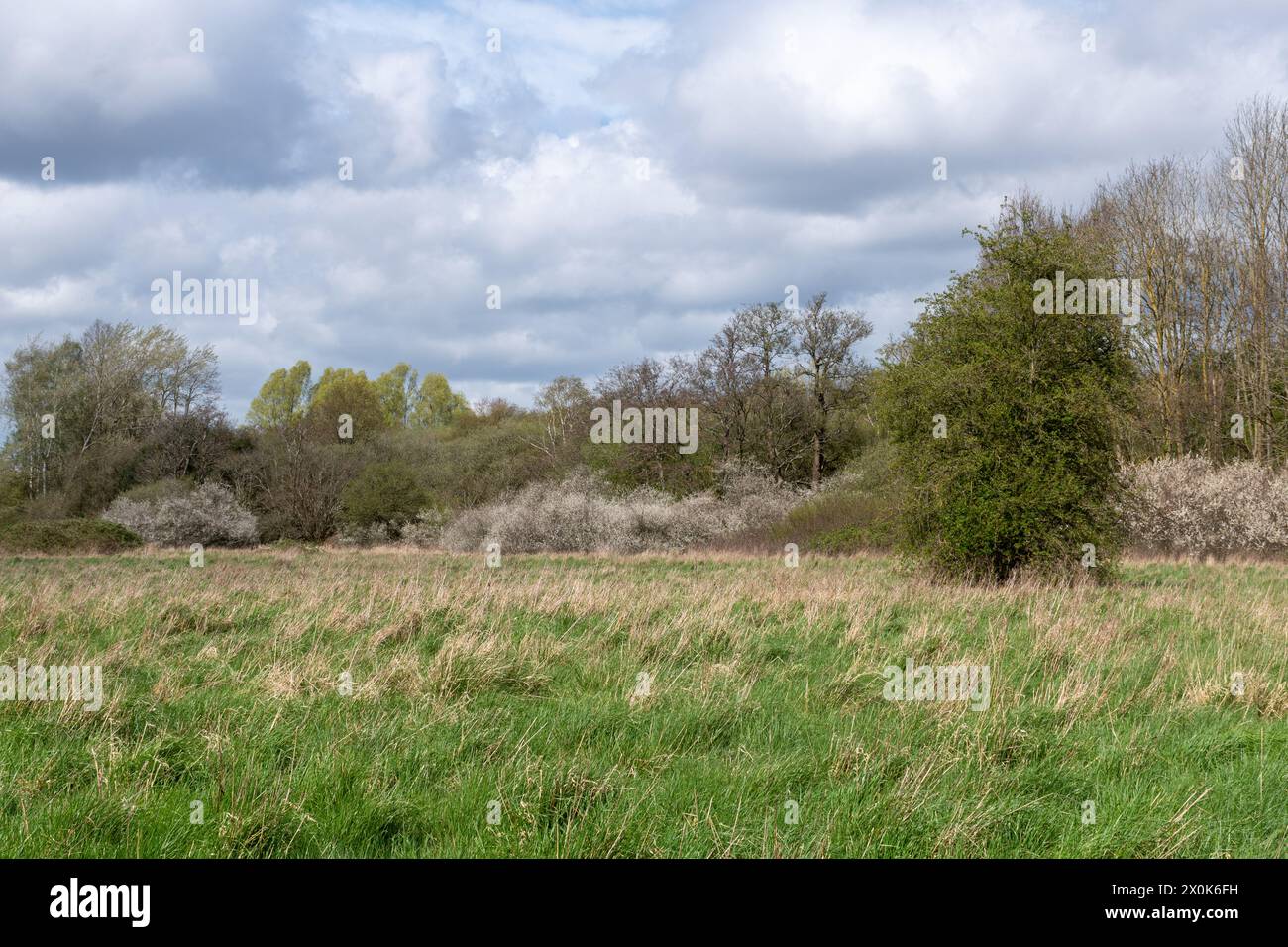 Hawley Meadows during spring, a country park in the Blackwater Valley ...