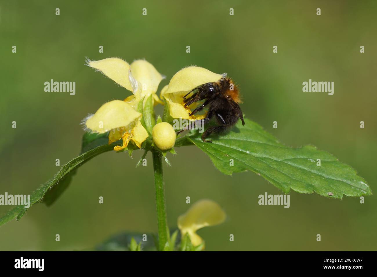 Common carder bee (Bombus pascuorum), family Apidae on flowers of ...