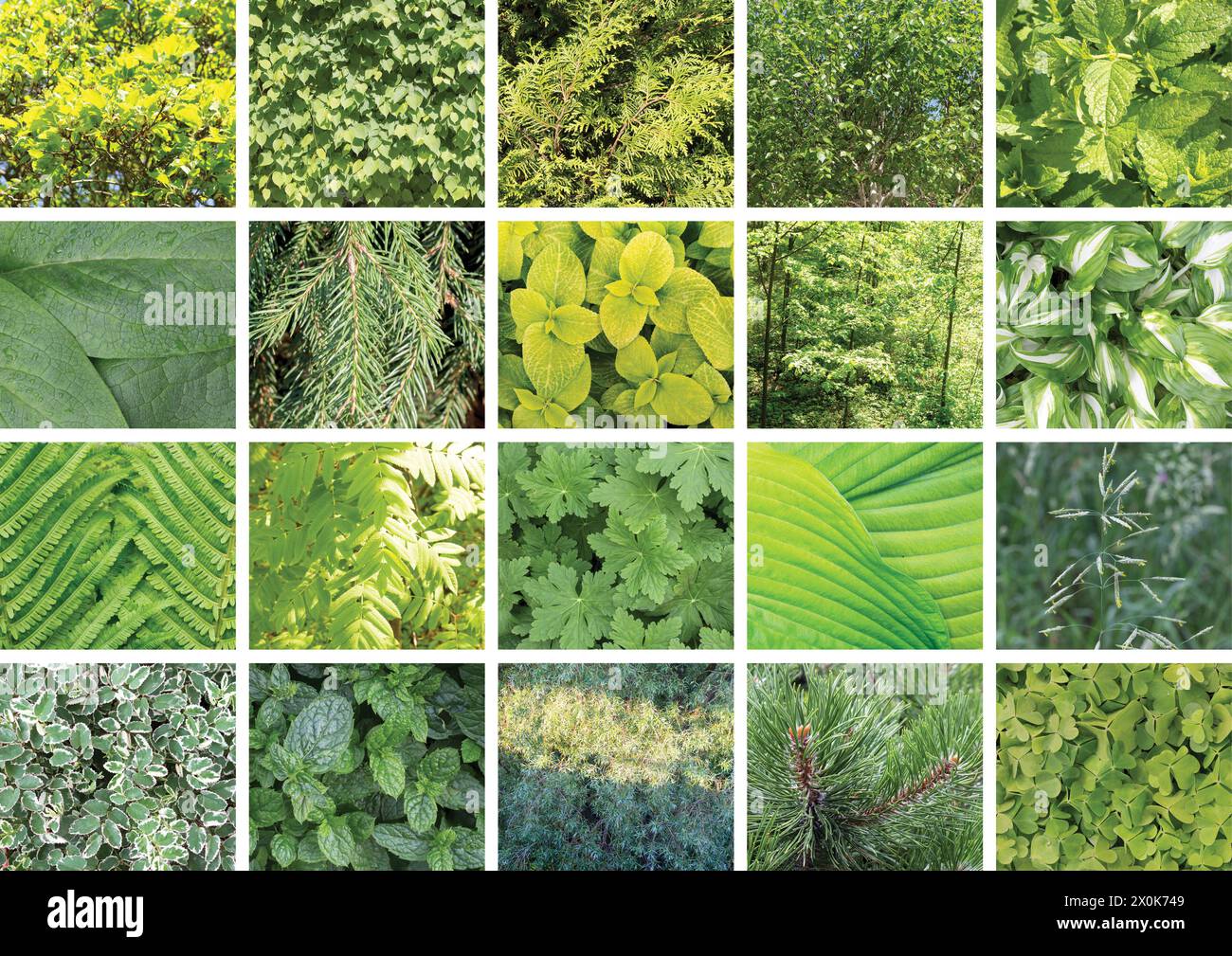 Green color in nature collection. Collage of green plants Stock Photo ...