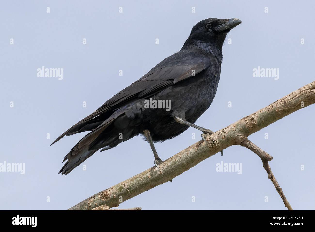Nancy, France - April 6th 2024 : Focus on a black Carrion crow sitting ...