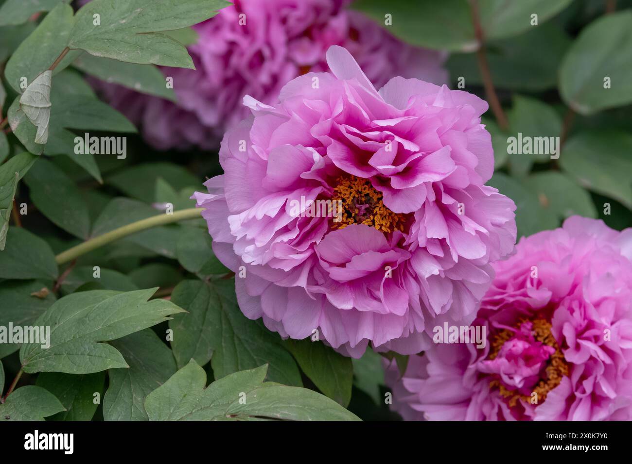 Nancy, France - Focus on a pink flower of Peony in a botanical garden ...