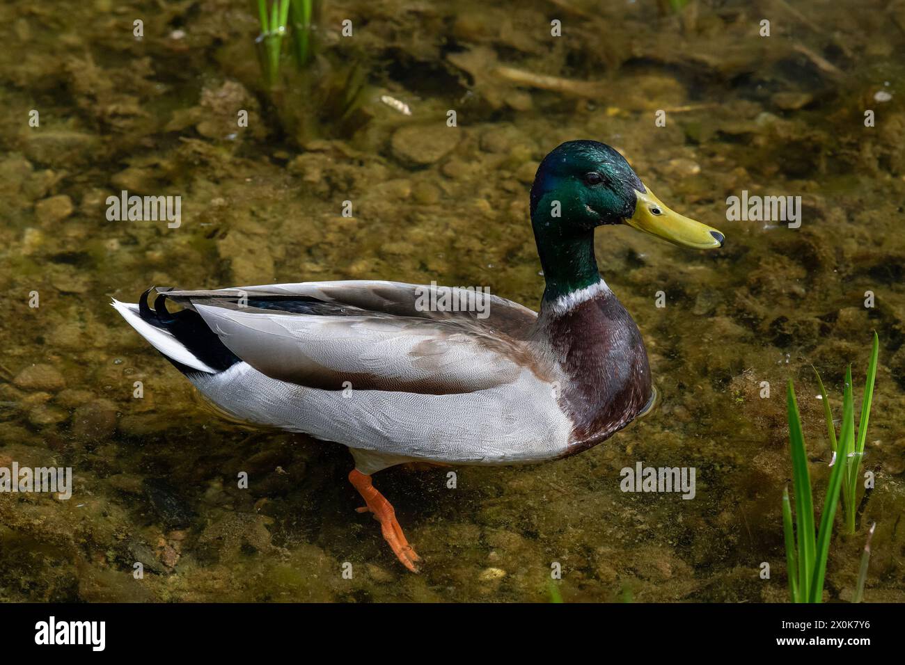 Nancy sun hi-res stock photography and images - Alamy