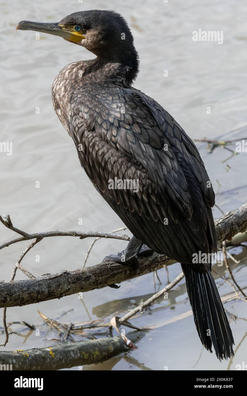 Nancy, France - April 2nd 2024 : Focus on a black Great cormorant ...