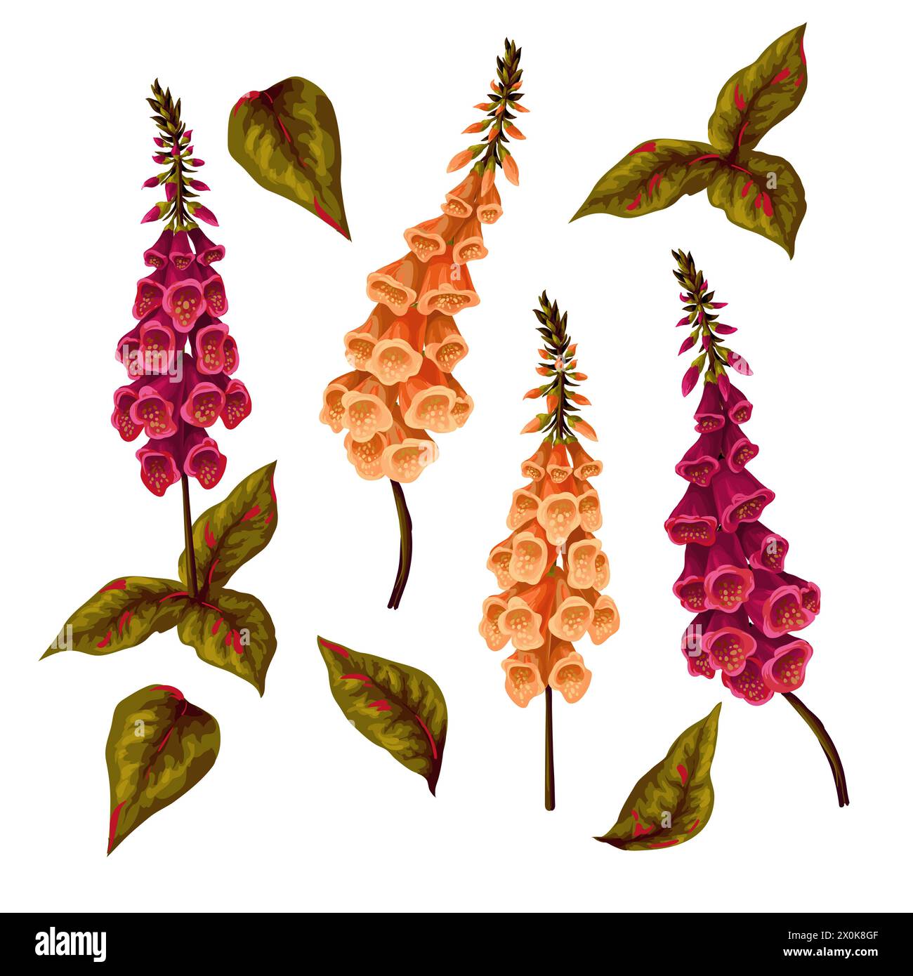 Foxglove flowers isolated on the white background. Vector Stock Vector ...