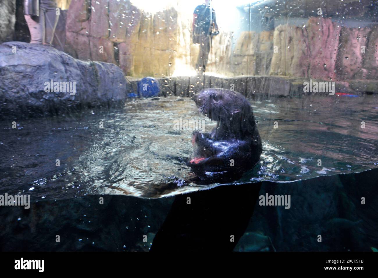 Sea Otter feeding and rescue program, Aquarium of the Pacific, Long ...