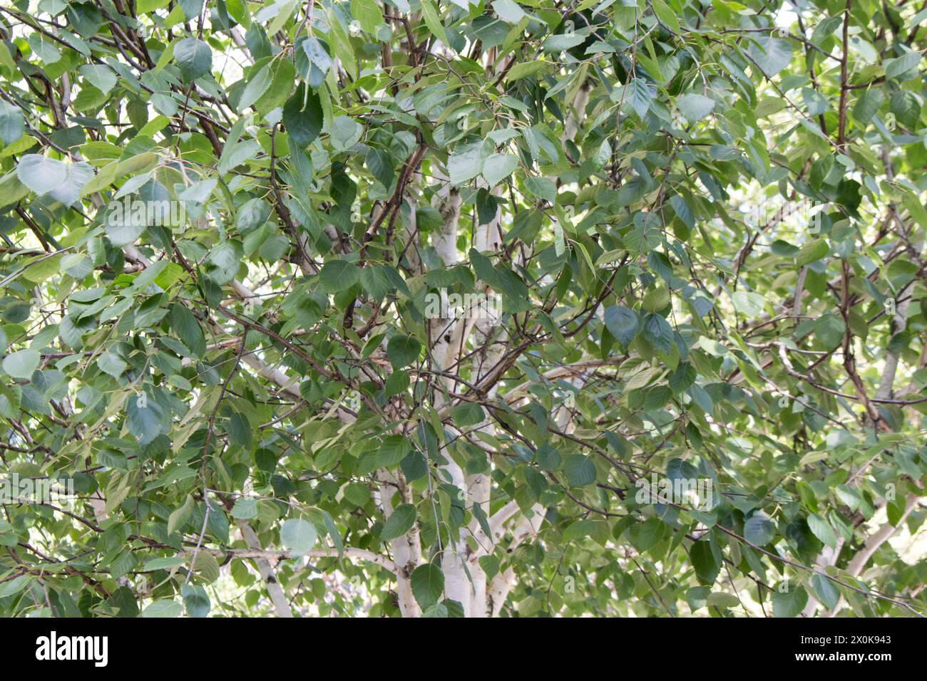 birch tree (Jacquemontii Betula) with young green leaves in the park ...