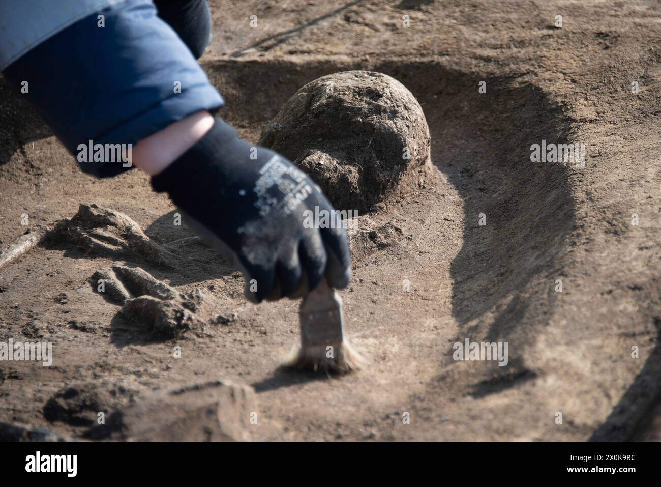 5000 year old human skeleton, archaeological excavation site, Magdeburg ...