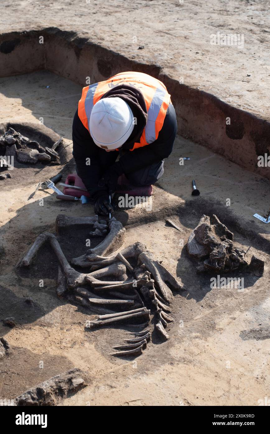5000 year old cattle bones hi-res stock photography and images - Alamy