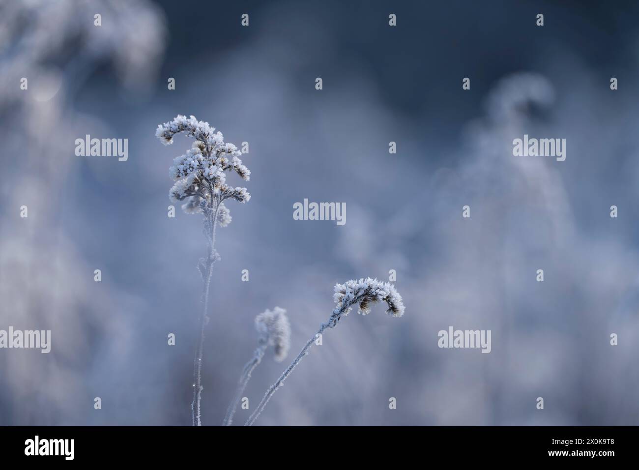 Frost-covered seed heads of the Canadian goldenrod (Solidago canadensis ...
