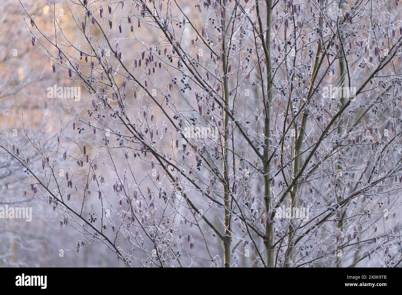 Alders with hoarfrost hi-res stock photography and images - Alamy