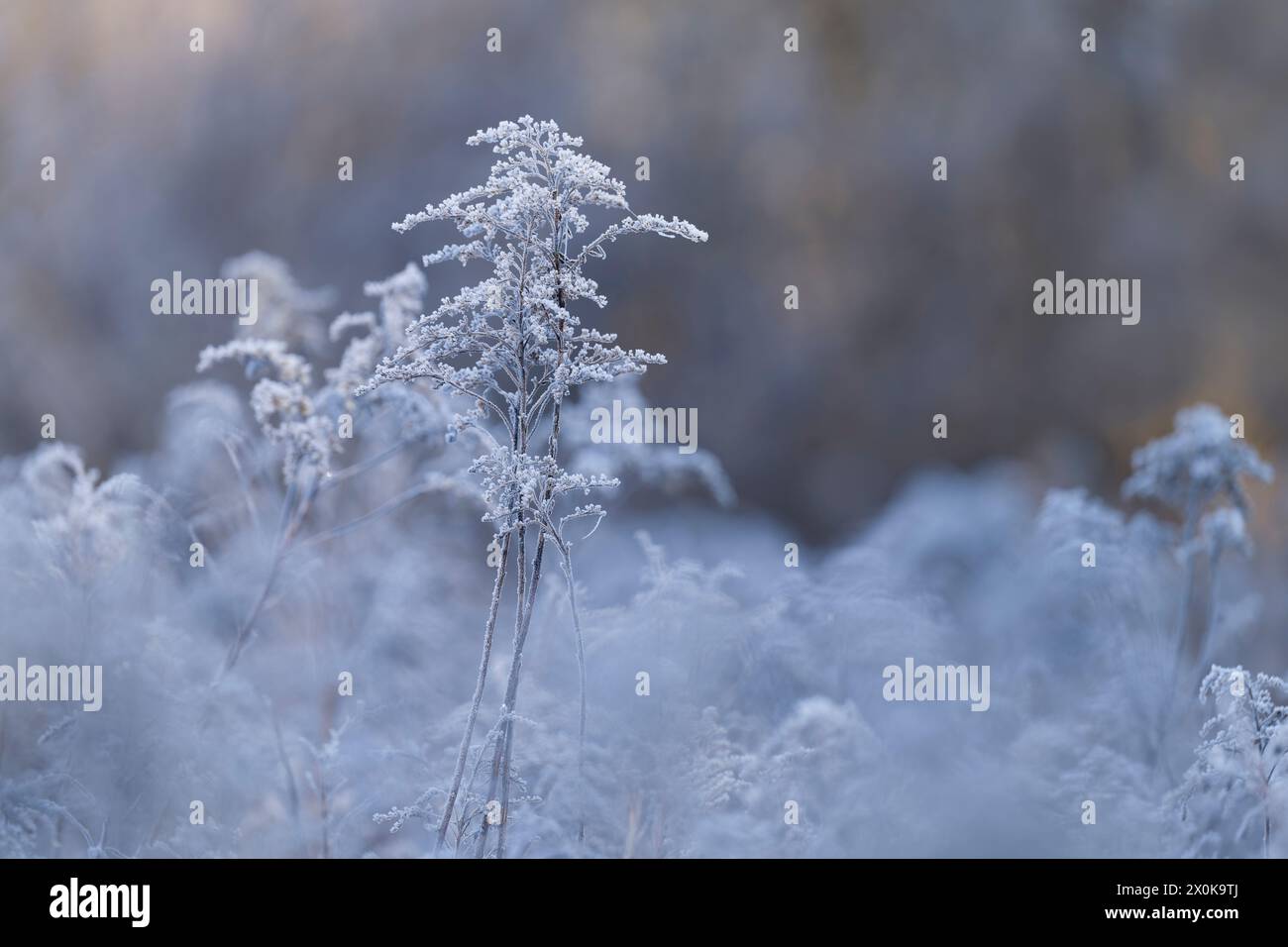 Frost-covered seed heads of the Canadian goldenrod (Solidago canadensis ...