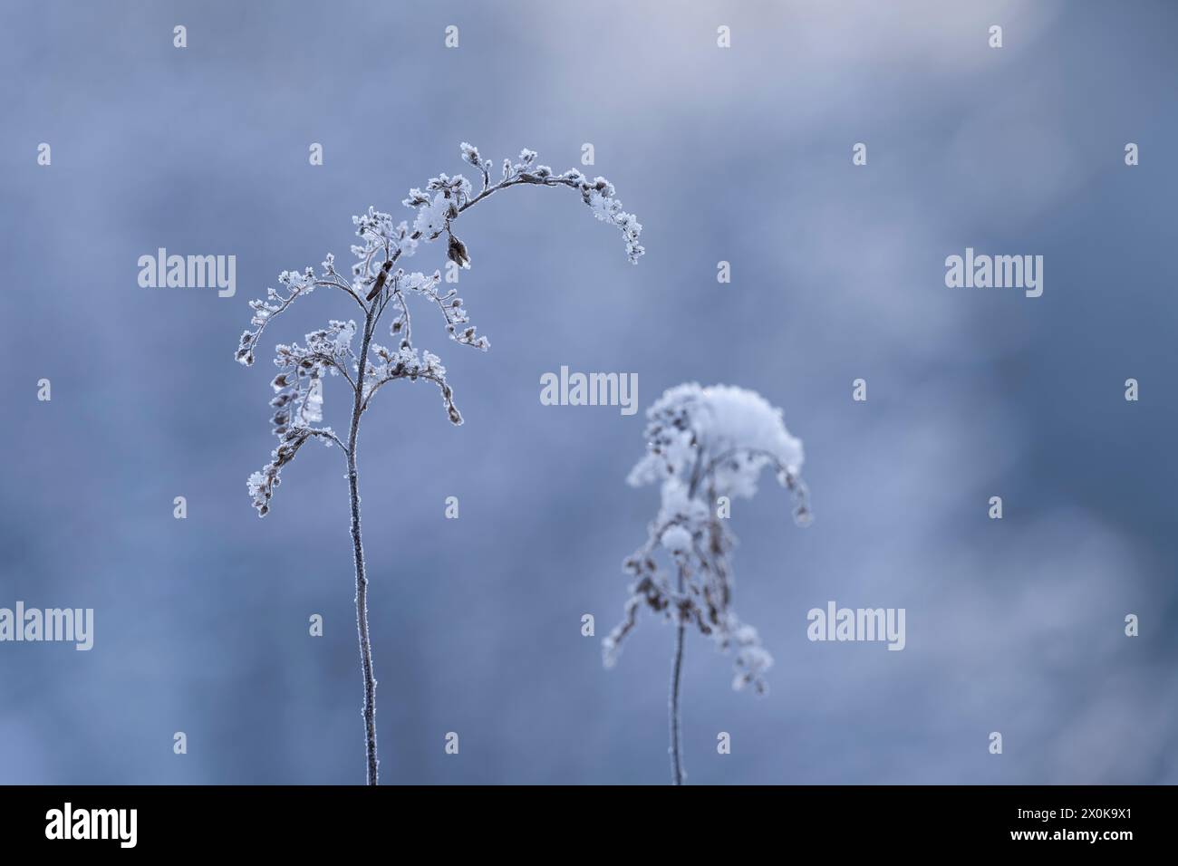 Frost-covered seed heads of the Canadian goldenrod (Solidago canadensis ...