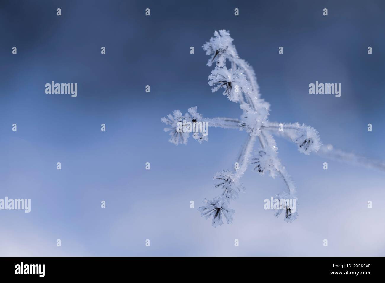 Fine ice crystals on a dried flower umbel hi-res stock photography and ...