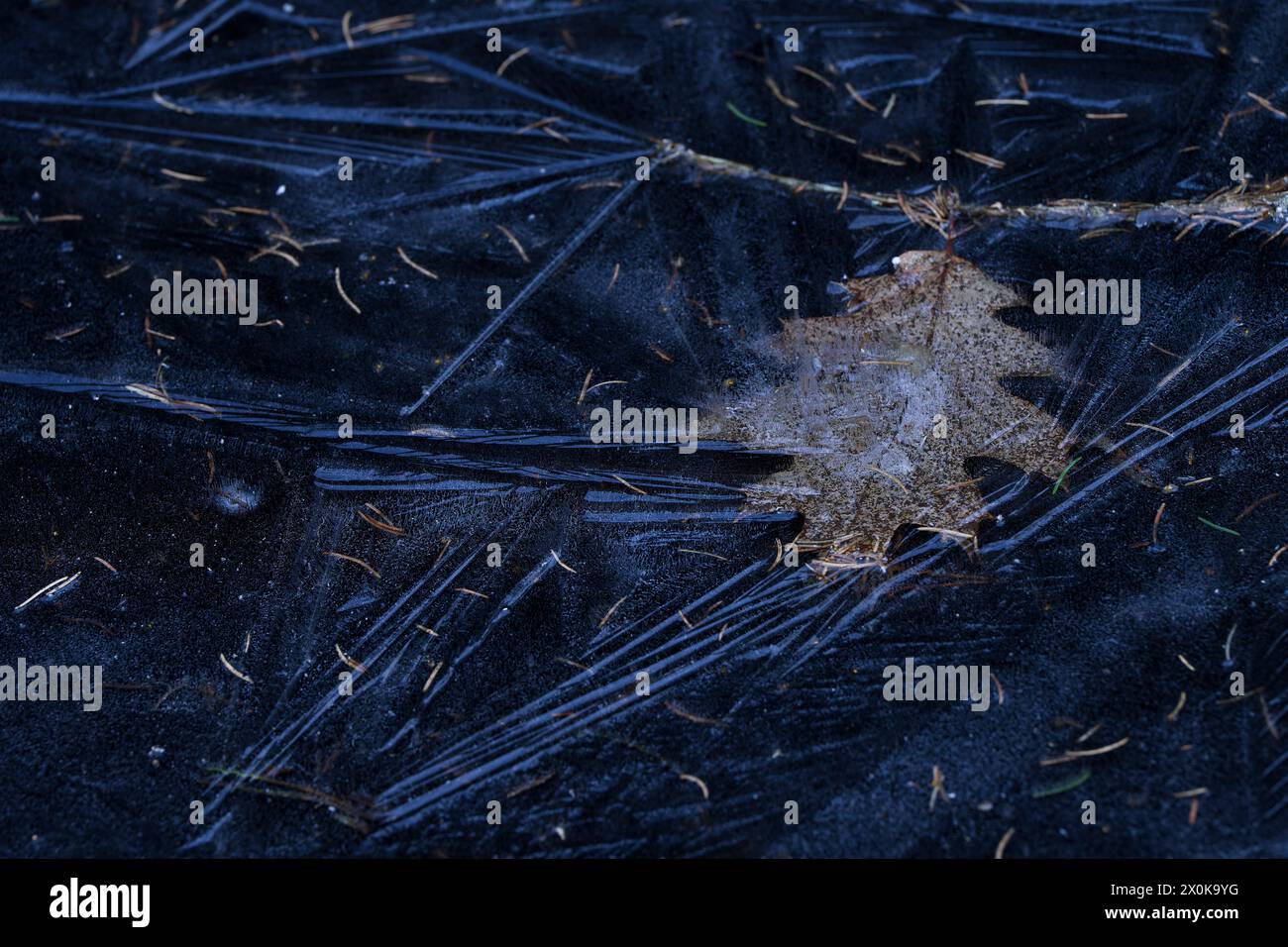 Ice layer on a lake, leaf enclosed in ice, filigree patterns and ...