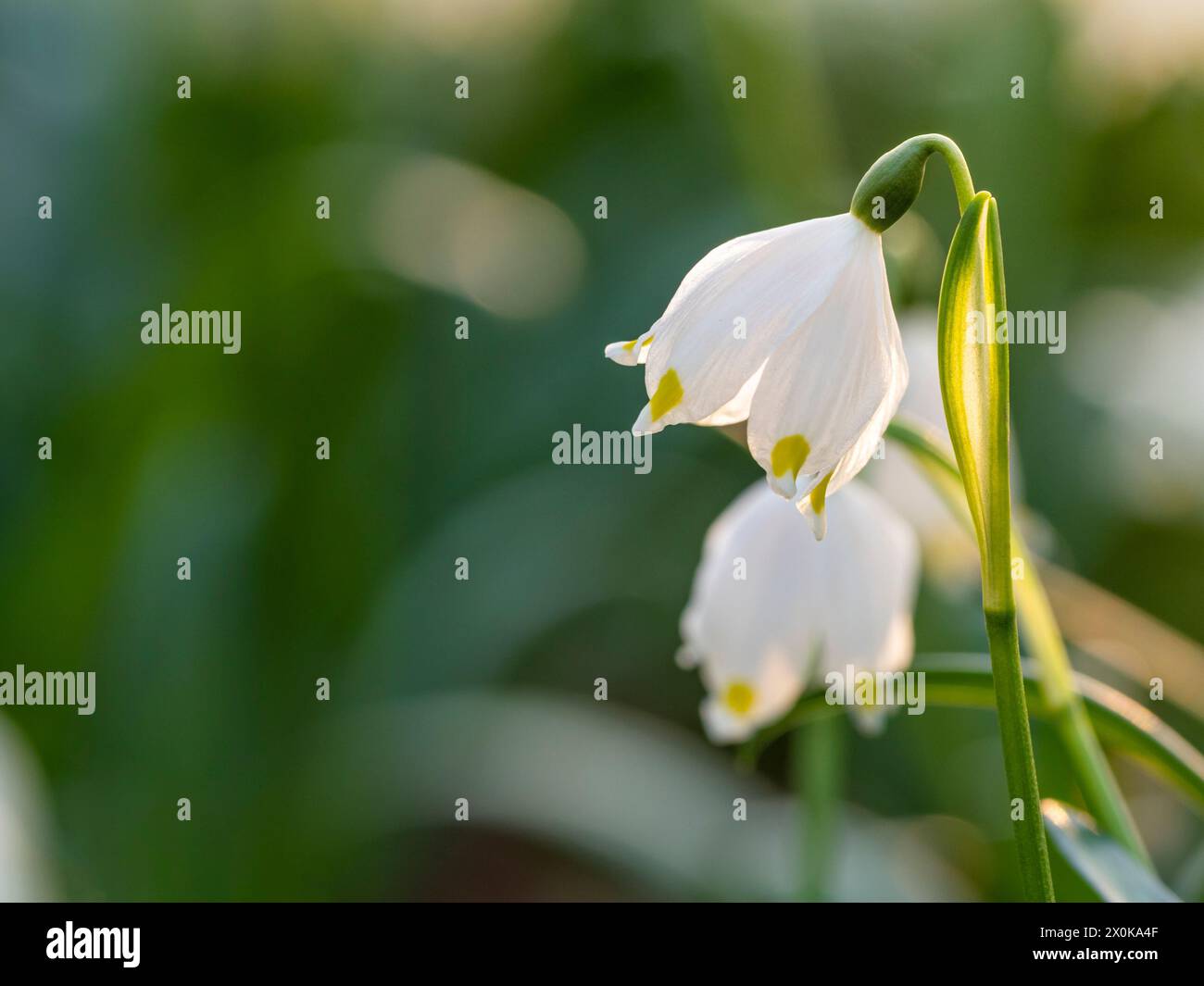 Spring snowflakes in the sunset Stock Photo - Alamy