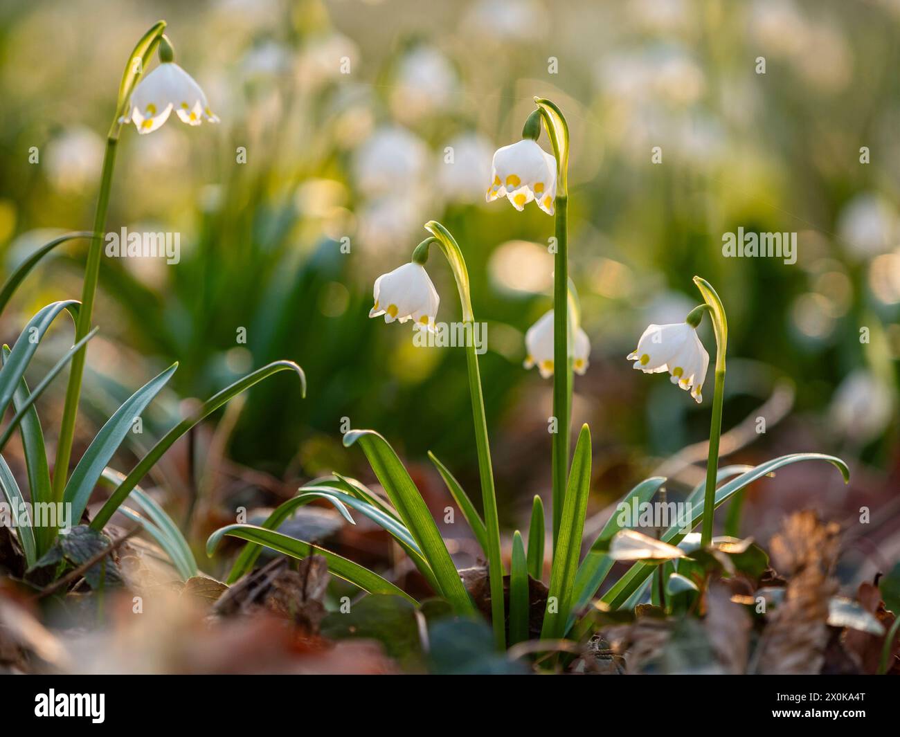 Spring snowflakes in the sunset Stock Photo - Alamy