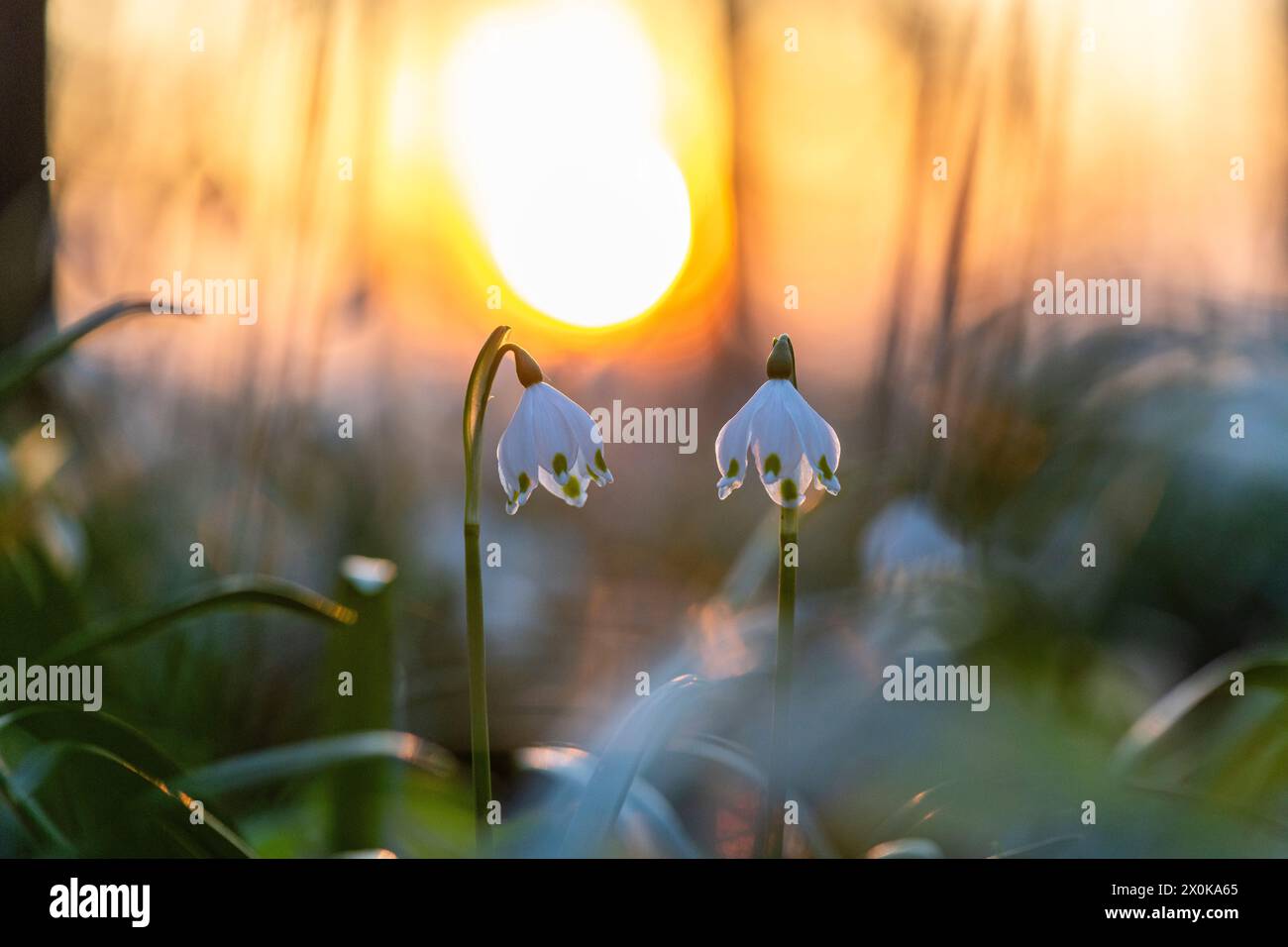 Spring snowflakes in the sunset Stock Photo - Alamy