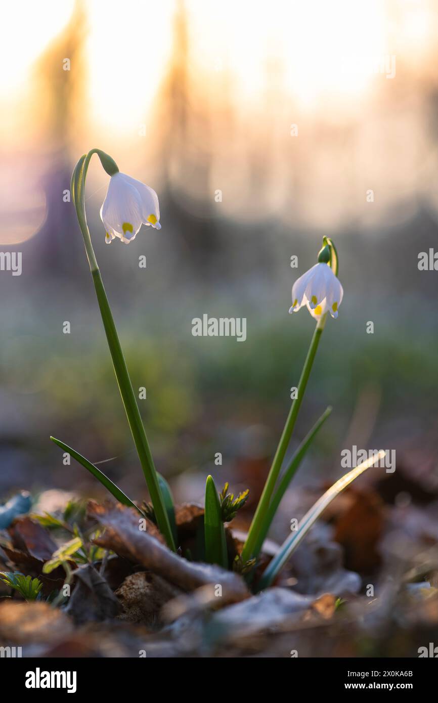 Spring snowflakes in the sunset Stock Photo - Alamy
