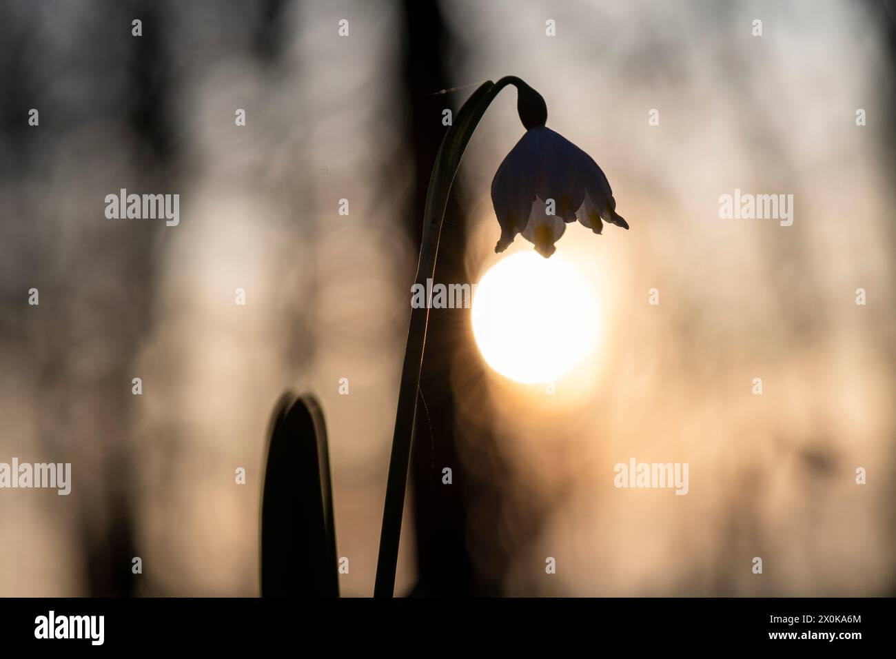 Spring forest in sunset hi-res stock photography and images - Alamy