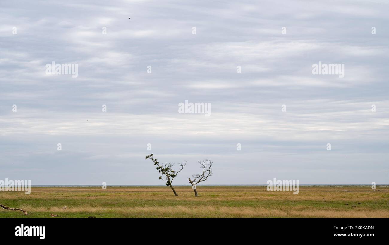 Extensive landscape with trees in Norra Lundtornet in southern Öland ...