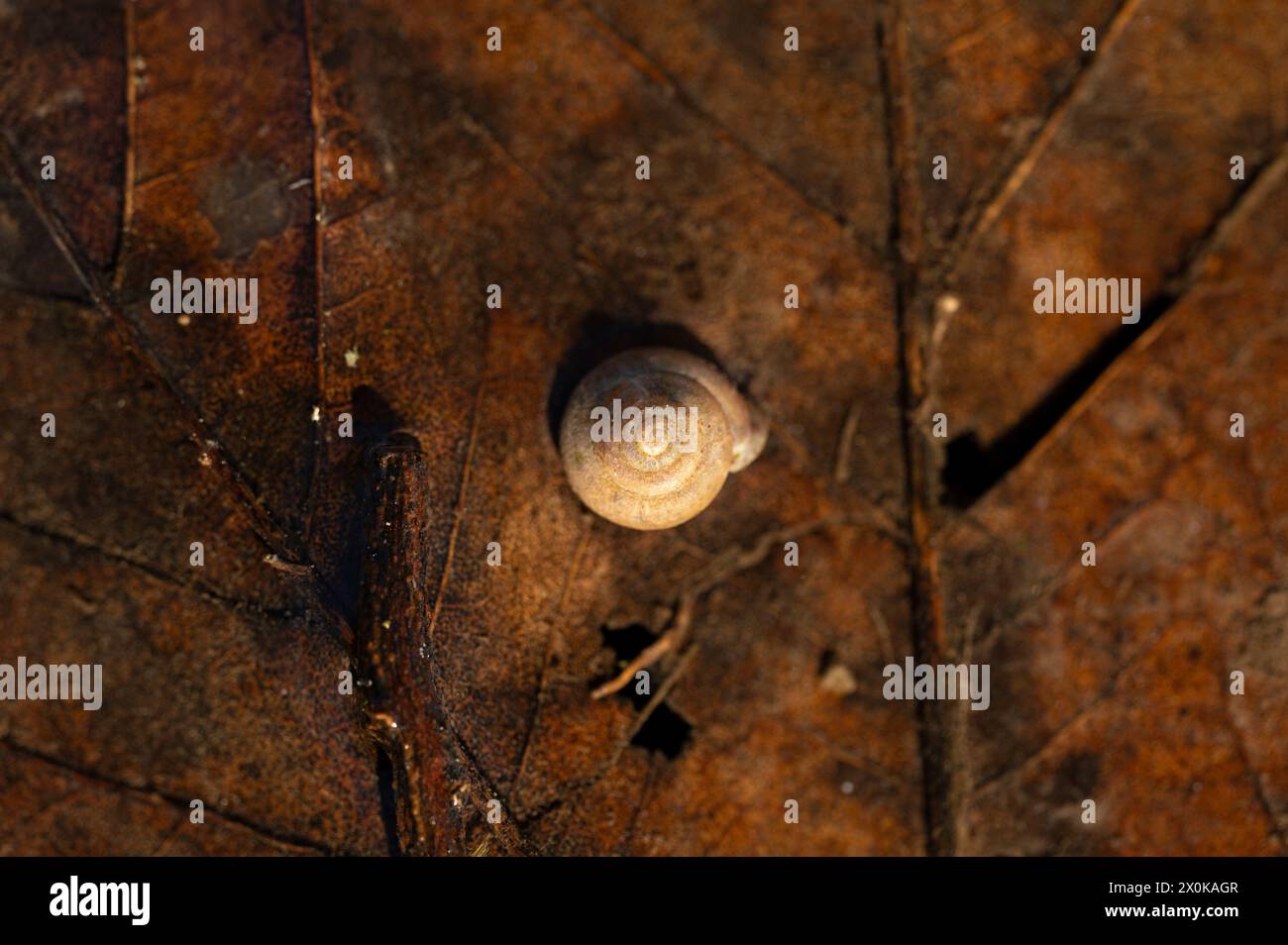 Snail shell on brown leaf Stock Photo - Alamy