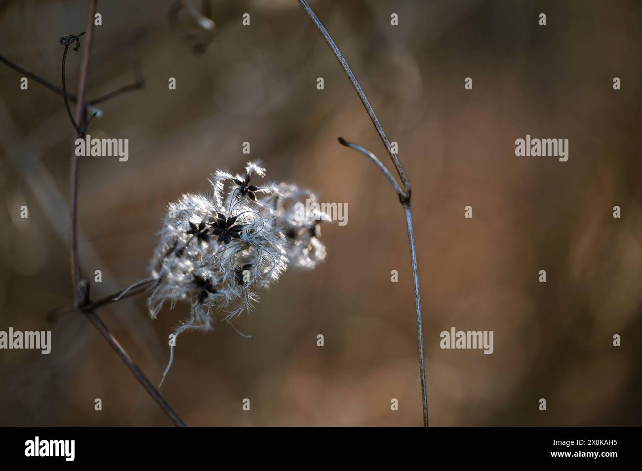 Flake flaky hi-res stock photography and images - Alamy