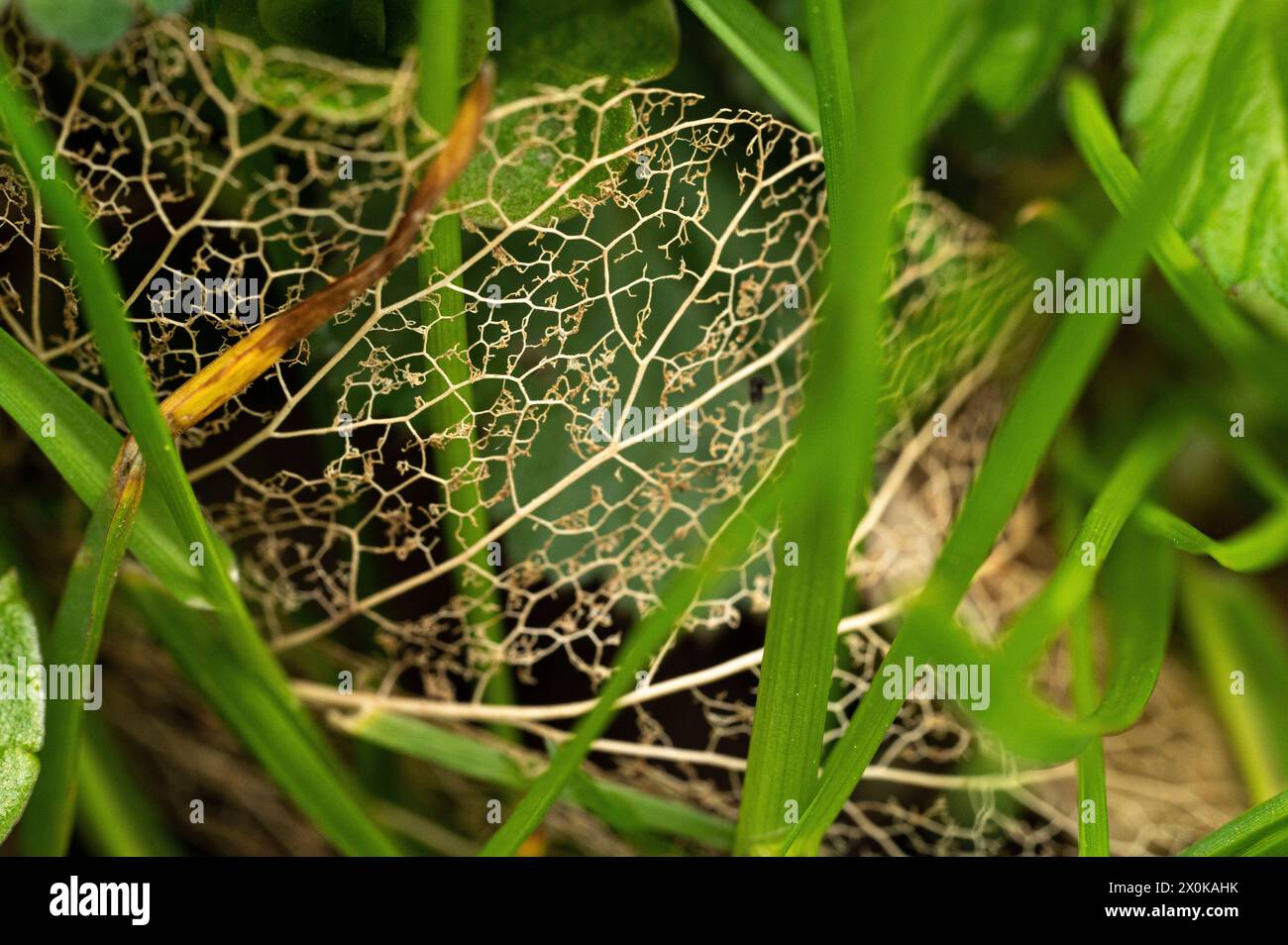 Fine leaf structures hi-res stock photography and images - Alamy