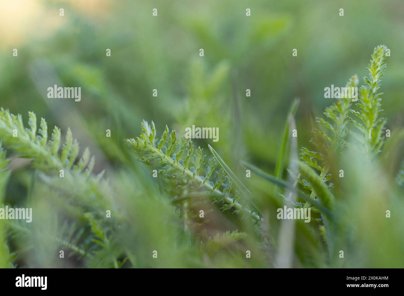Yarrow leaves hi-res stock photography and images - Alamy