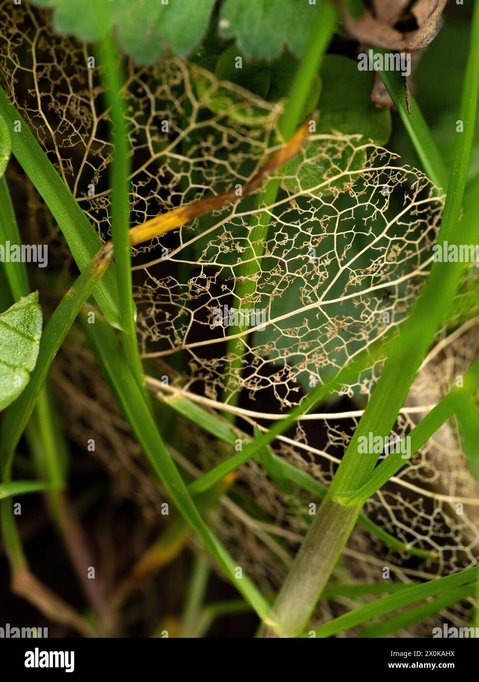 Leaf skeleton hi-res stock photography and images - Alamy