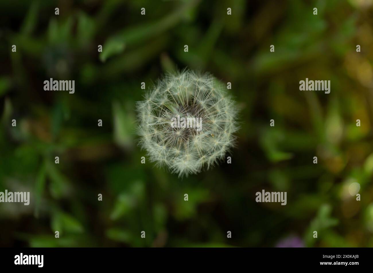Dandelion head detail hi-res stock photography and images - Alamy