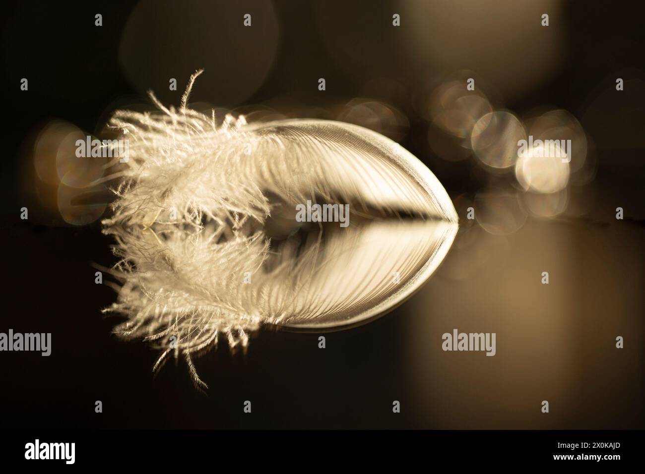 Close up of an white feather hi-res stock photography and images - Alamy
